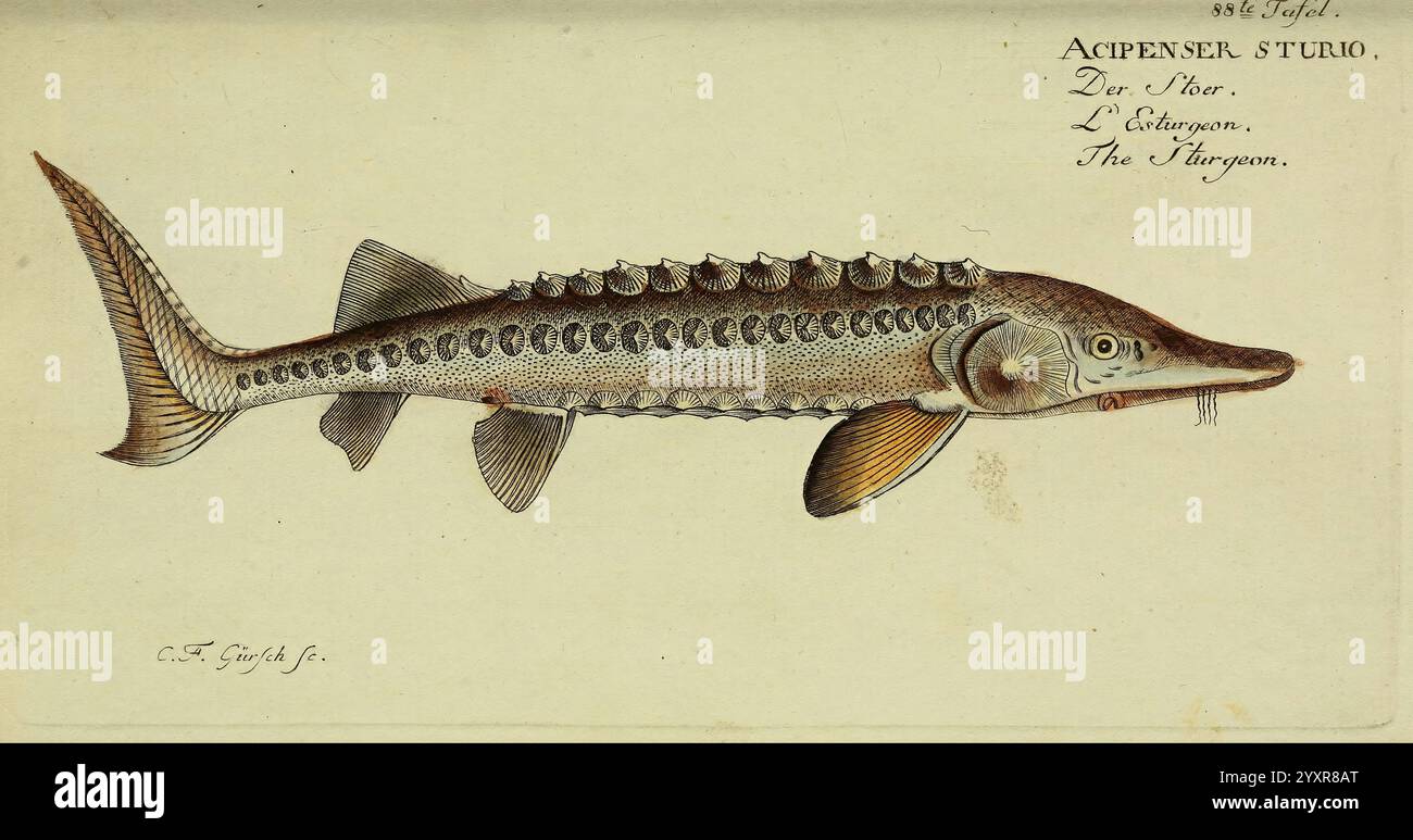 Sturgeons dorsal fin hi-res stock photography and images - Alamy