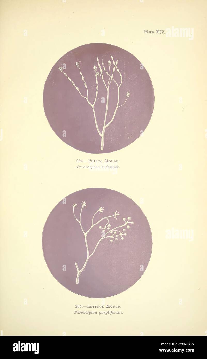 Rust, Smut, Mildew, Mould, London, W.H. Allen, 1898, Great Britain, The ...