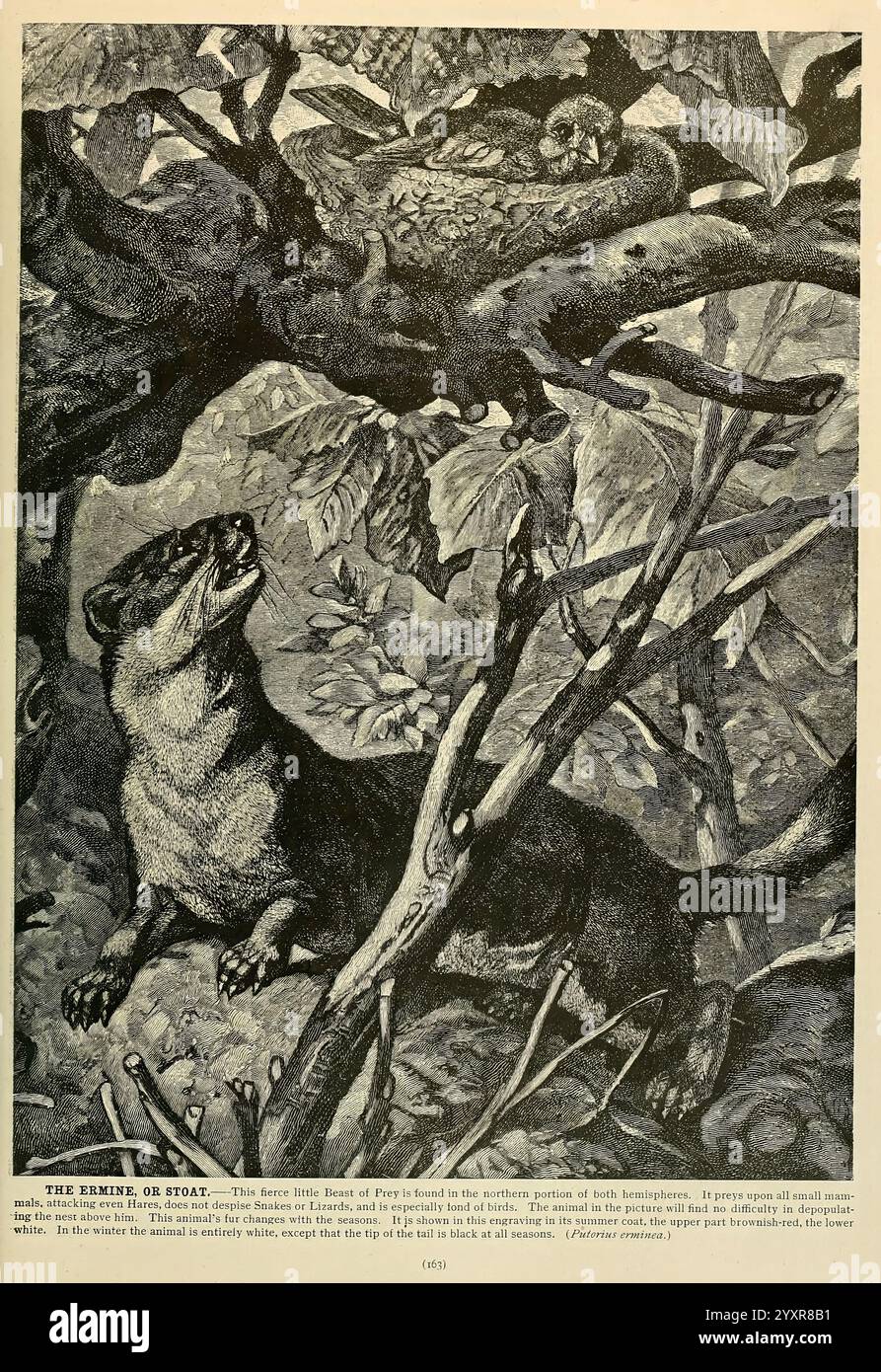 Tree bark enhance hi-res stock photography and images - Alamy