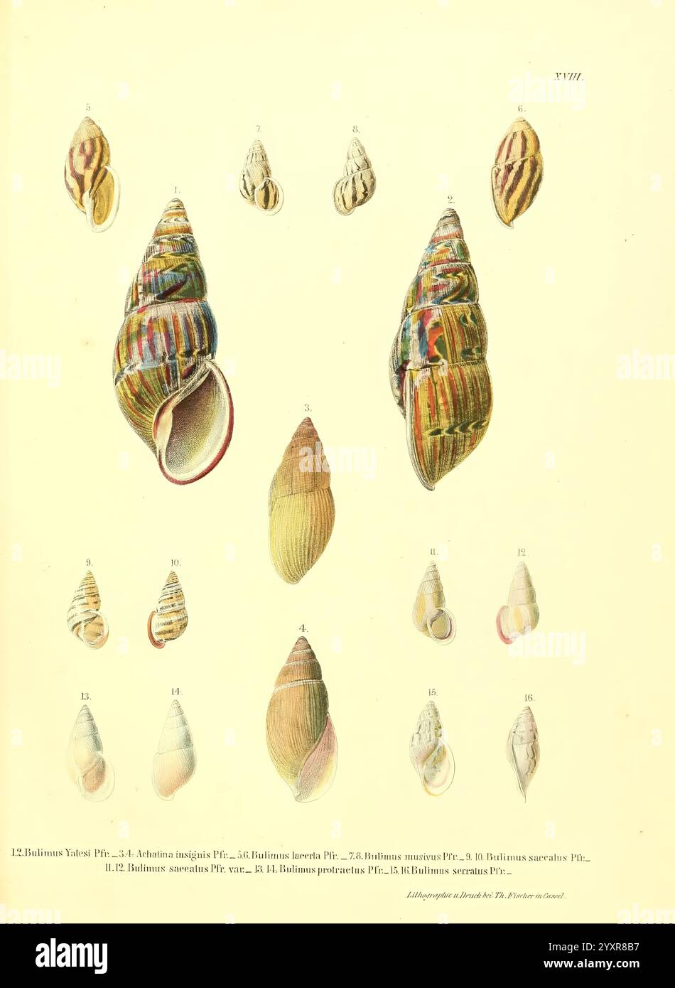 Novitates conchologicae Cassel T. Fischer 1854-79 mollusks pictorial ...