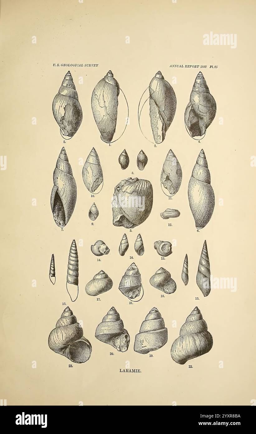 A review of the non-marine fossil mollusca of North America, Washington ...