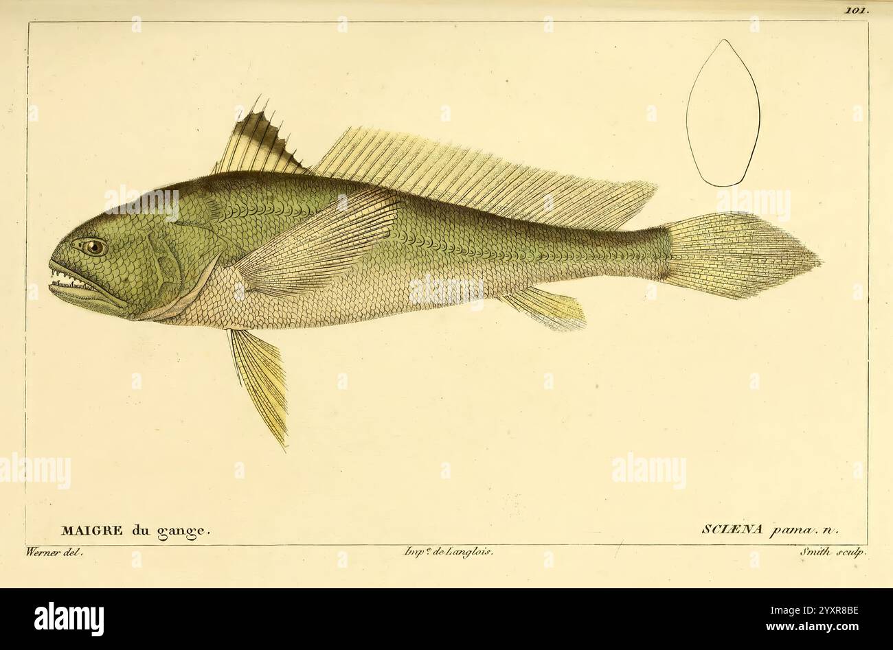 Otolithoides hi-res stock photography and images - Alamy