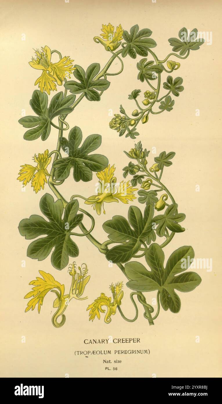 Favourite flowers of garden and greenhouse, London and New York ...