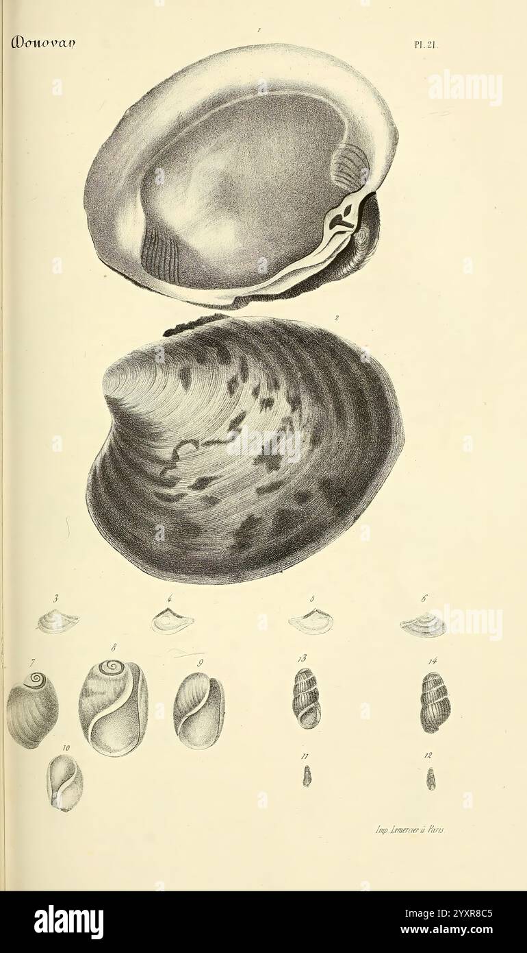 Bibliothèque conchyliologique, Paris, A. Franck, 1845-1846, shells ...