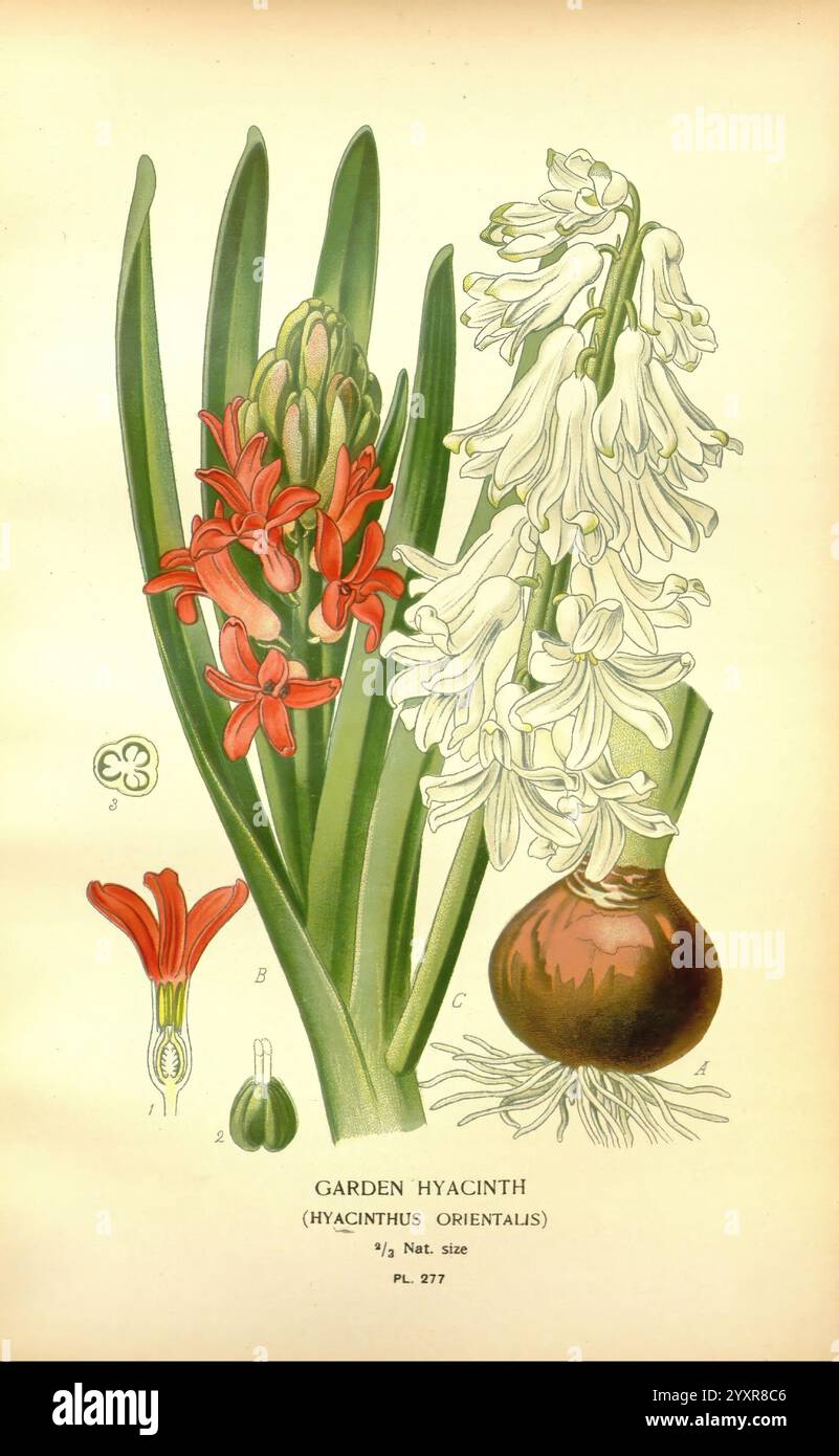 Intricate labels highlight various parts hi-res stock photography and ...