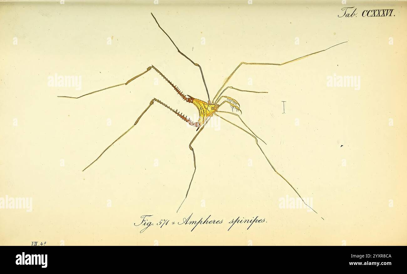 Daddy Long Legs Anatomy Spiders And Daddy Long Legs The Child's