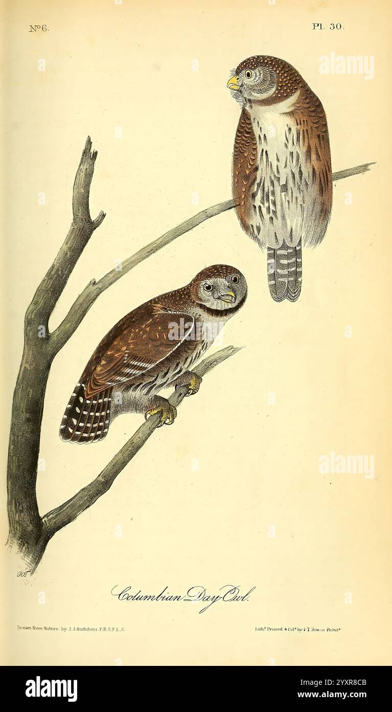 The birds of America, New York, J.B. Chevalier, 1840-1844, birds, owl ...