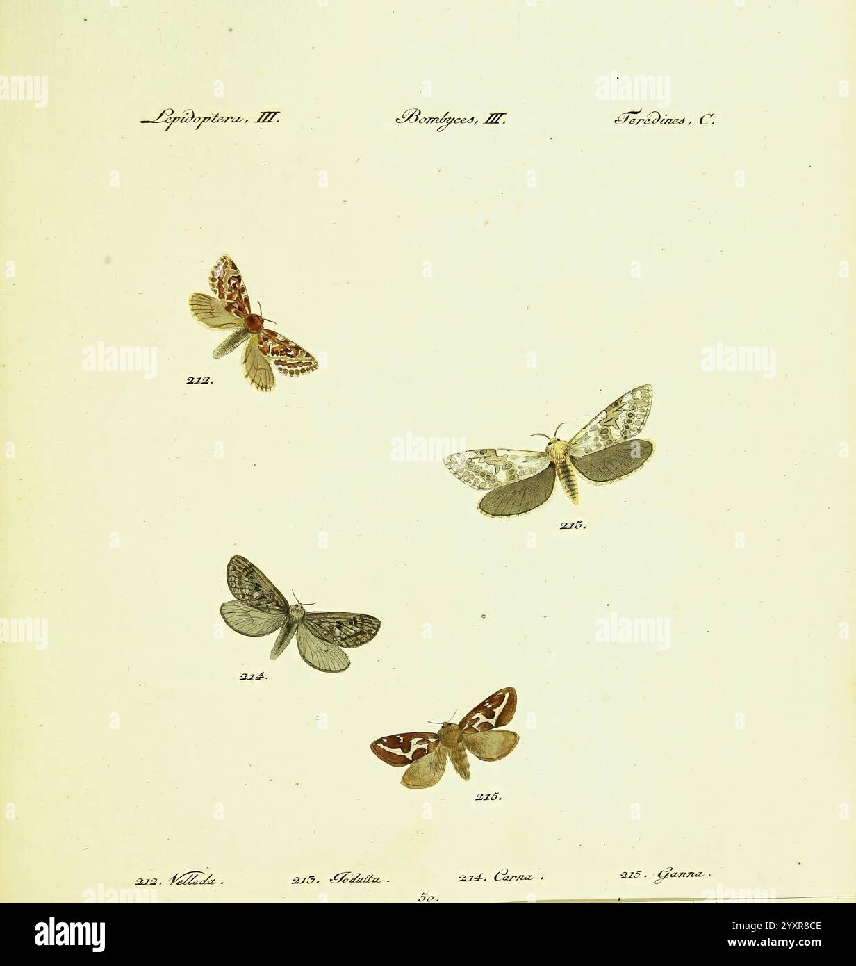 Hübner's papilio. S.l, s.n, 1796-1841, lepidoptera, A collection of ...