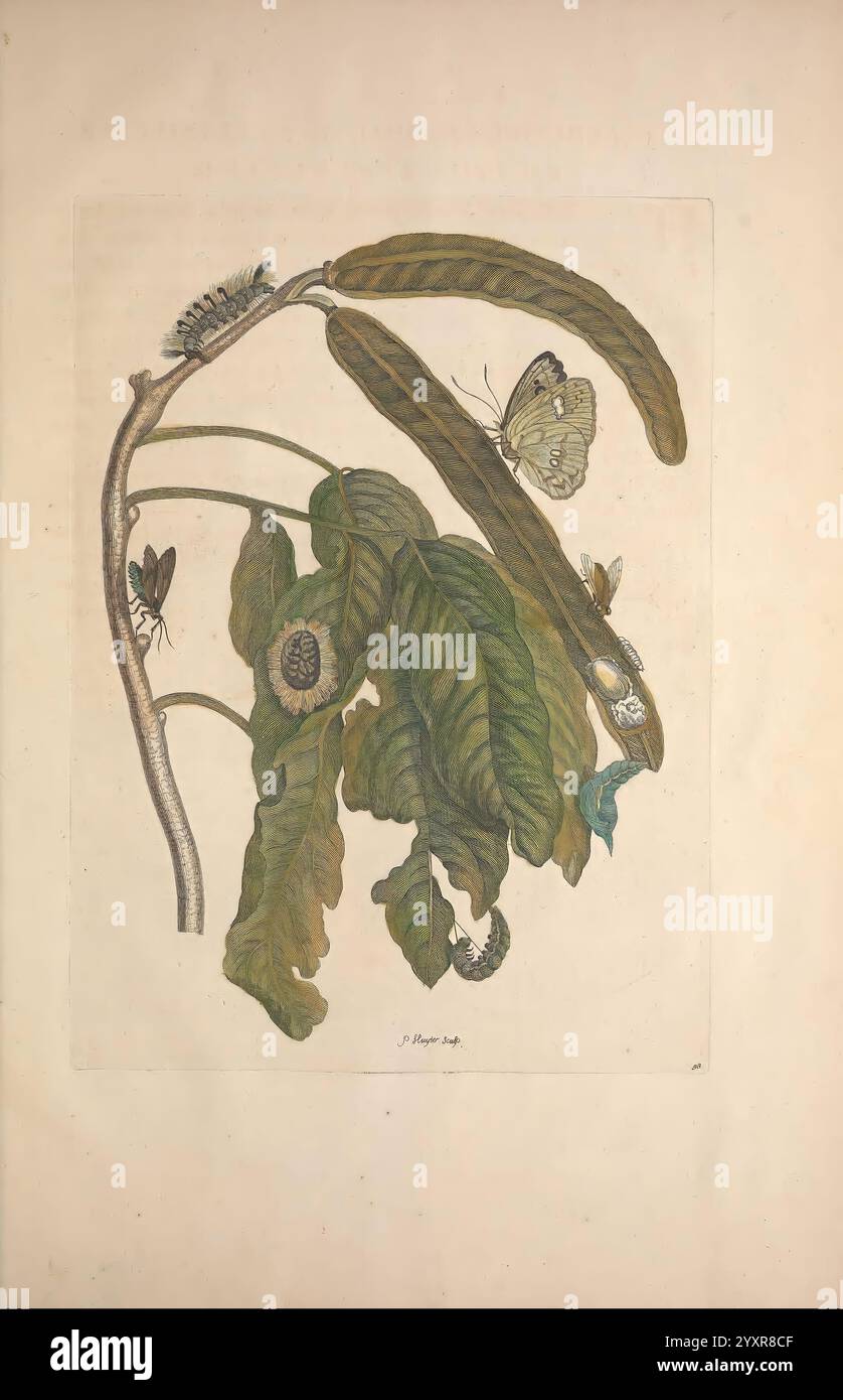 Pictorial works suriname women hi-res stock photography and images - Alamy