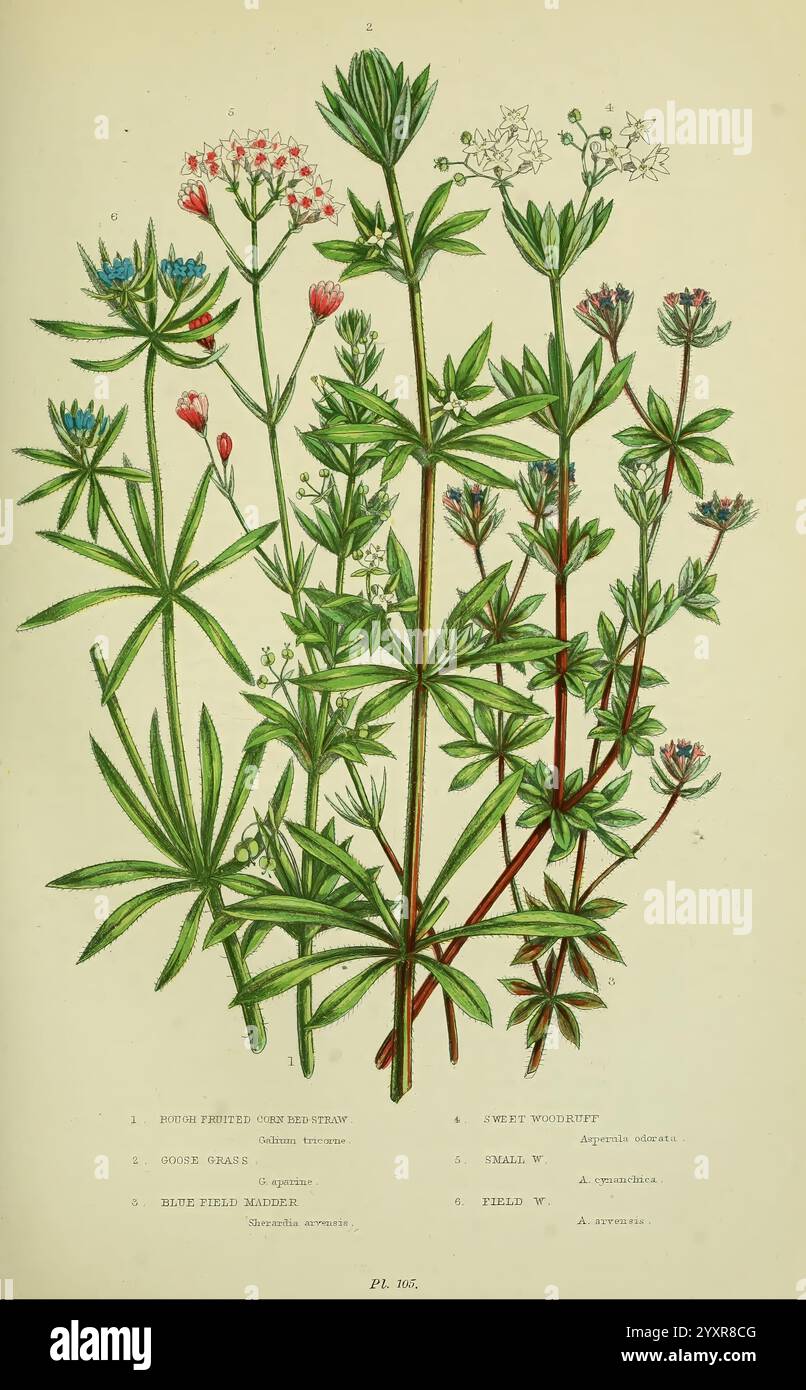 The flowering plants, grasses, sedges, & ferns of Great Britain. London ...