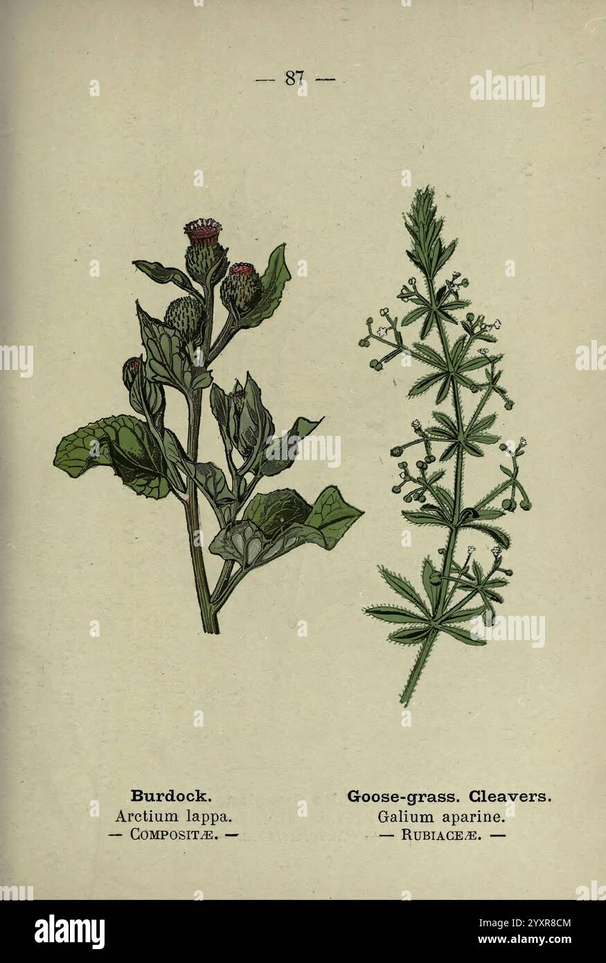 Illustration features two distinct grass species hi-res stock ...