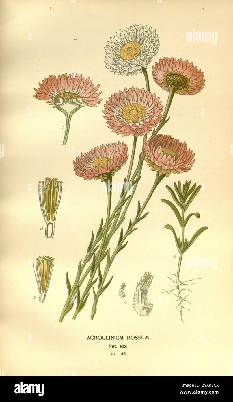 Favourite flowers of garden and greenhouse, London and New York ...