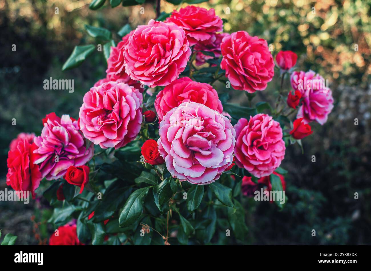 Bouquet red blooming roses with green leaves on dark blurred background ...