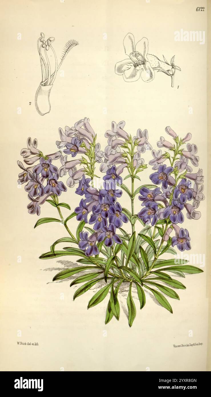 Flor tubular hi-res stock photography and images - Alamy