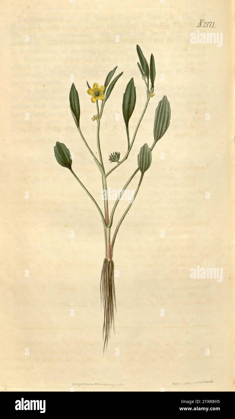 Curtis's Botanical Magazine, London, New York, botanical illustration ...