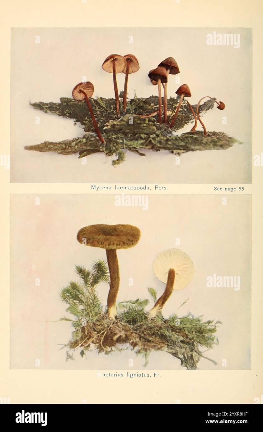 Lactarius ligniotus variety showcases hi-res stock photography and ...