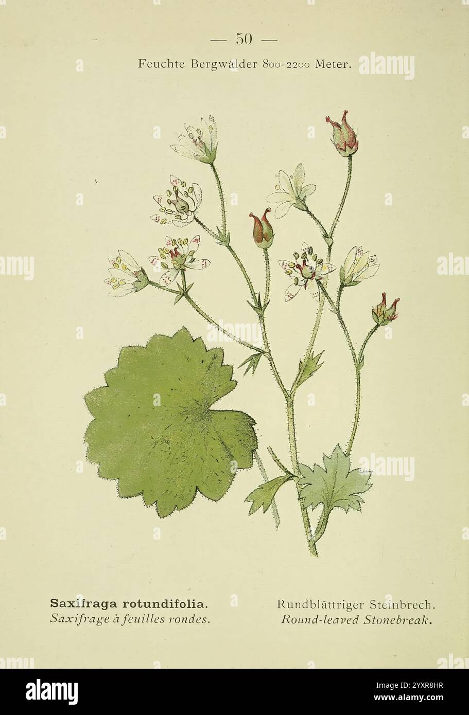Palmate leaf showcases hi-res stock photography and images - Alamy