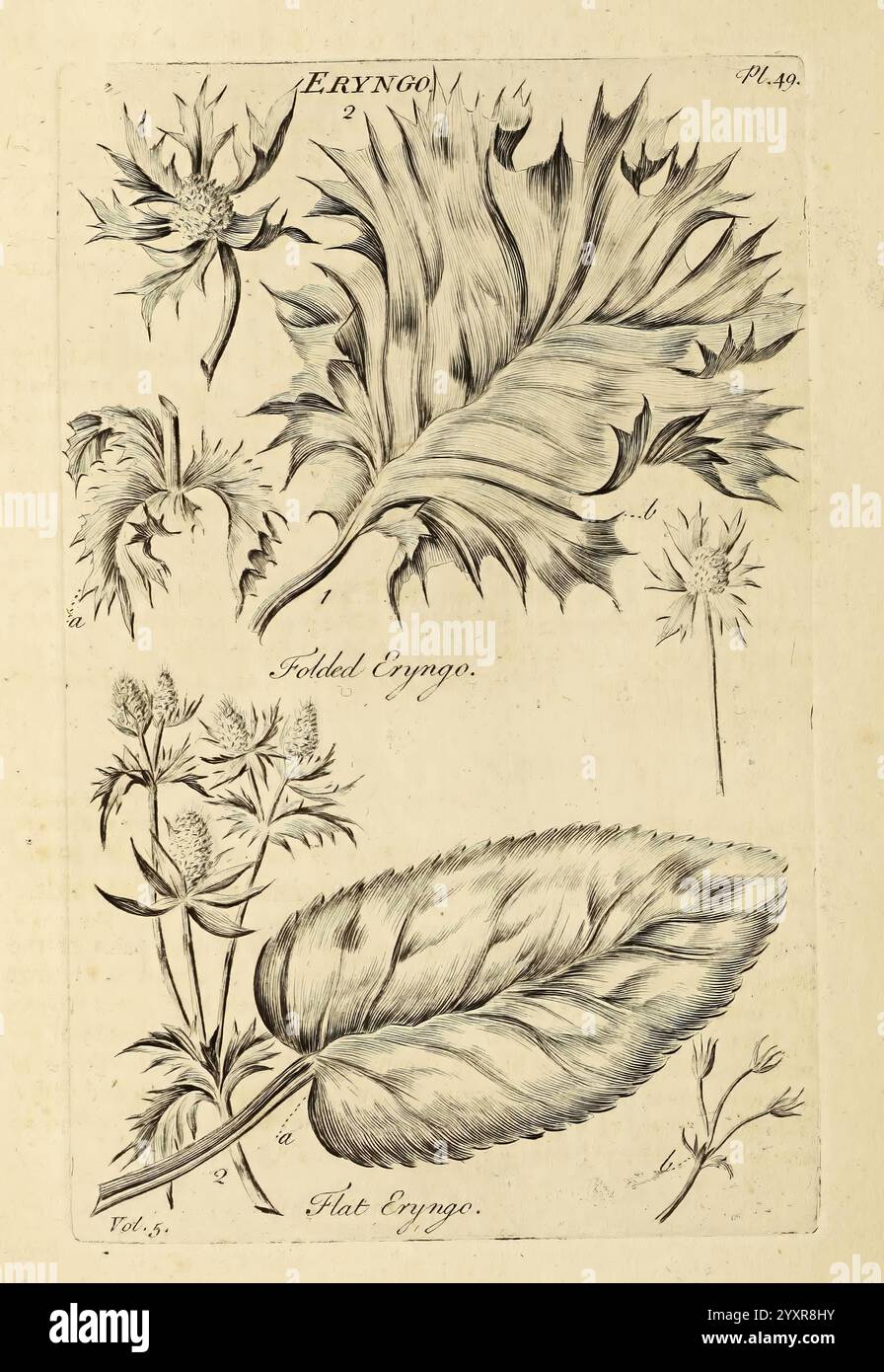 Detailed leaf labeled hi-res stock photography and images - Alamy