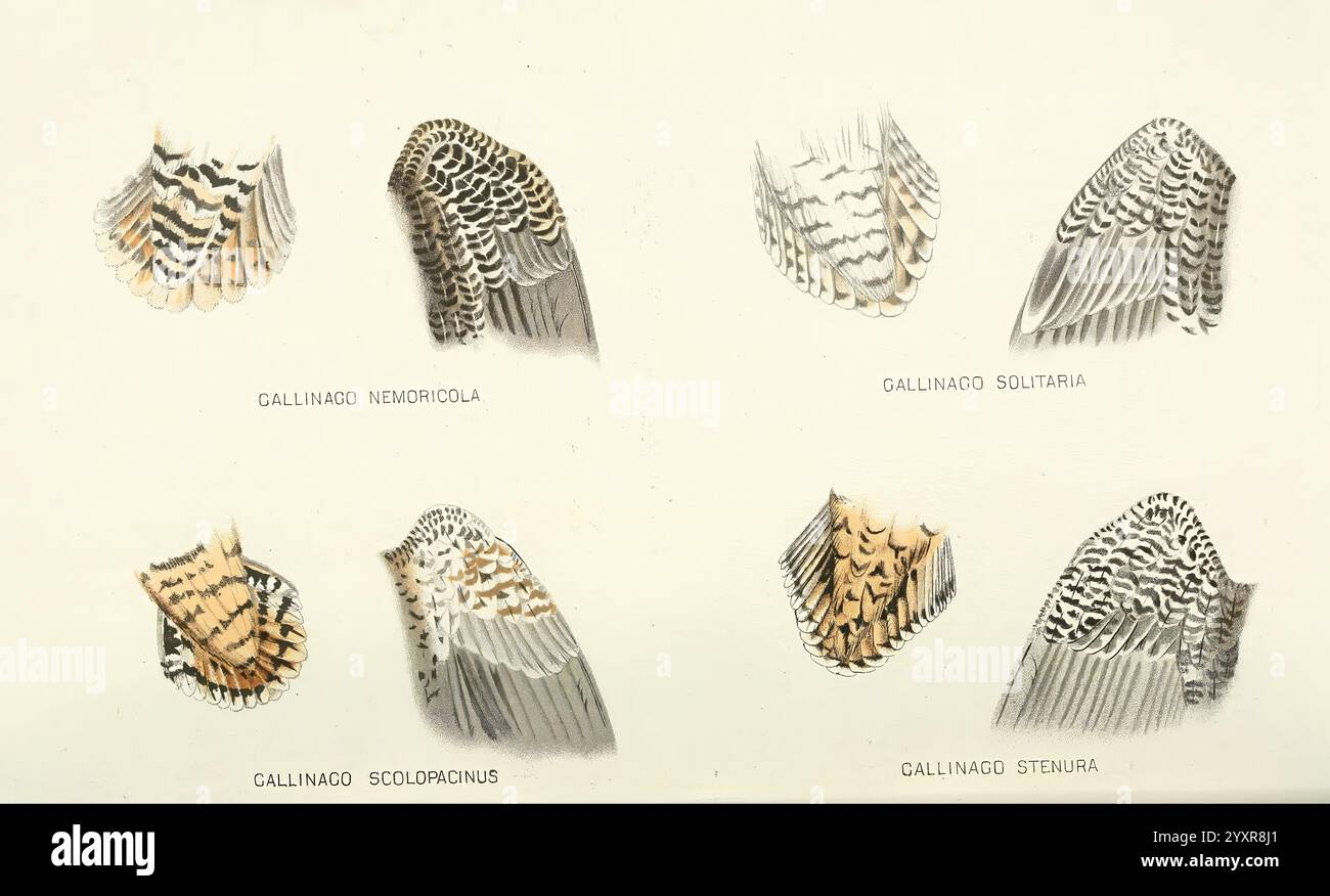 Indian, sporting, birds, London, Francis Edwards, 1915, birds, game ...