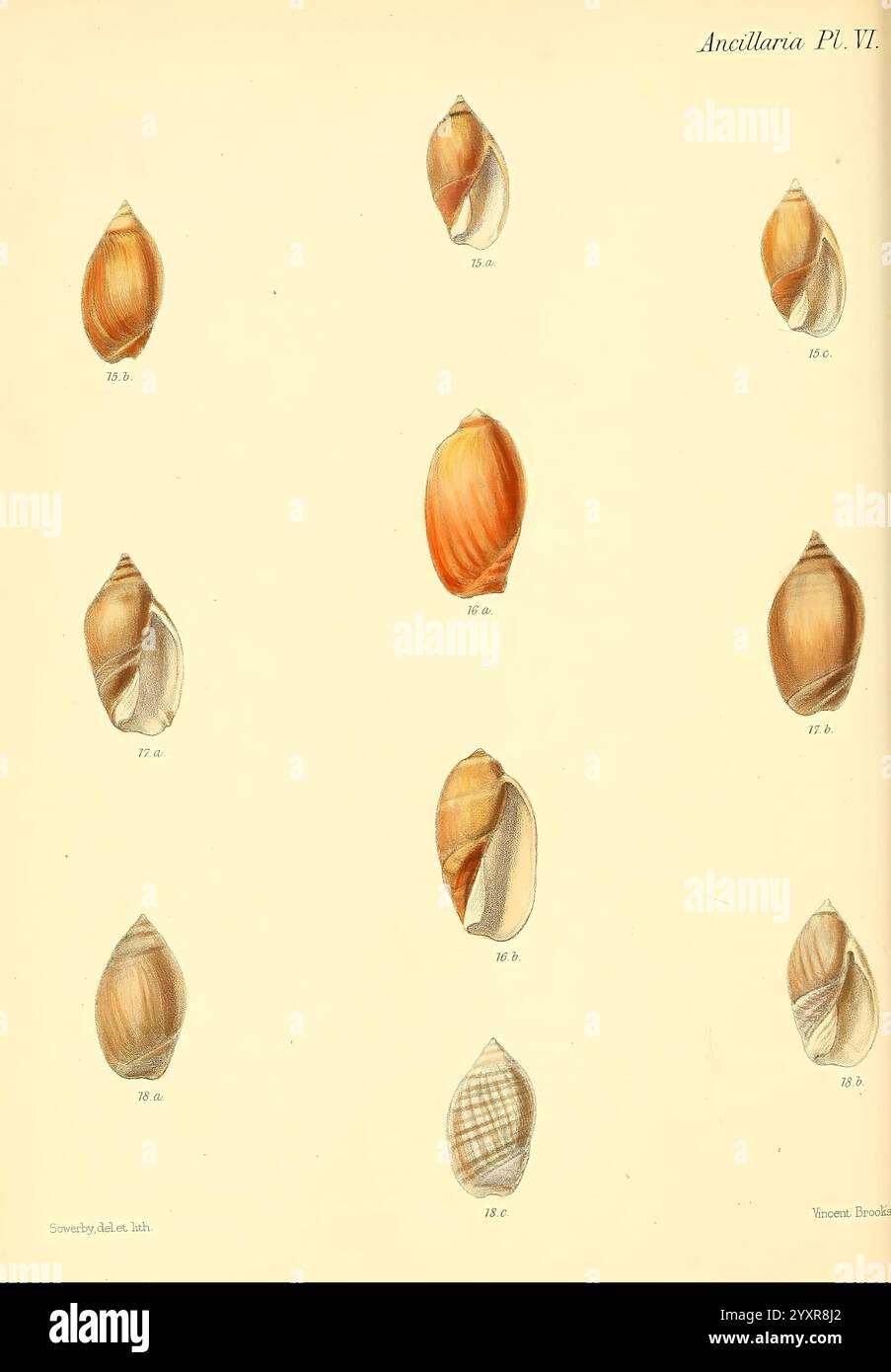 1843 1878 mollusks pictorial works shells hi-res stock photography and ...