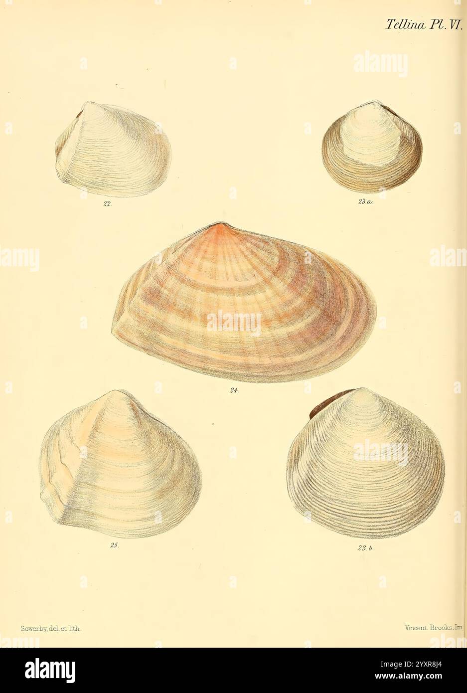 Rounded shell stands hi-res stock photography and images - Alamy