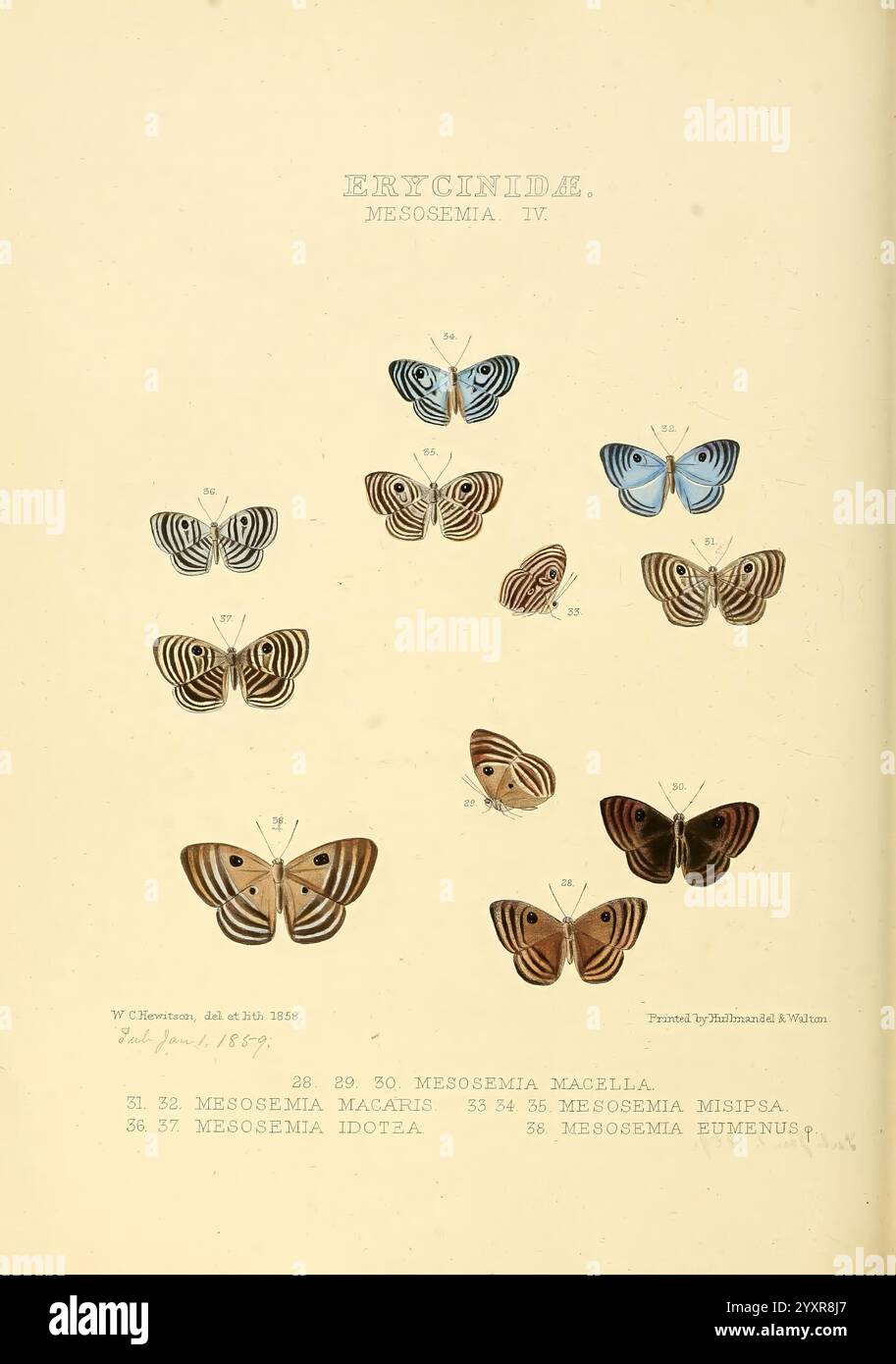 Entomological significance hi-res stock photography and images - Alamy