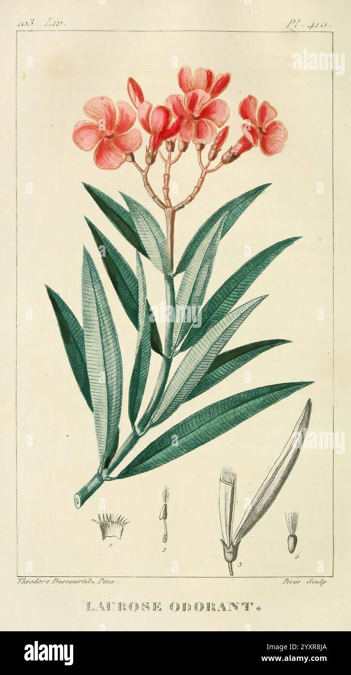 Flore pittoresque et médicale des Antilles, Paris Pichard, 1821-1829 ...