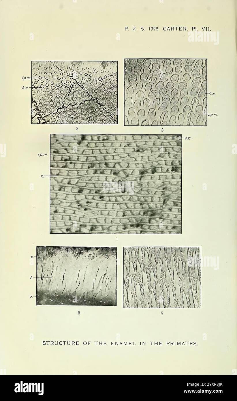 Proceedings of the Zoological Society of London, London, Academic Press ...