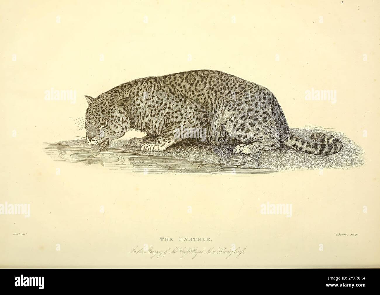 Leopards posture conveys hi-res stock photography and images - Alamy