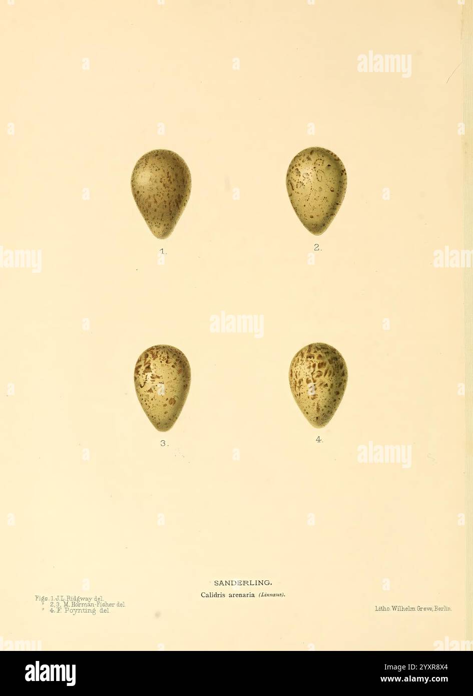 Classification within avian species hi-res stock photography and images - Alamy