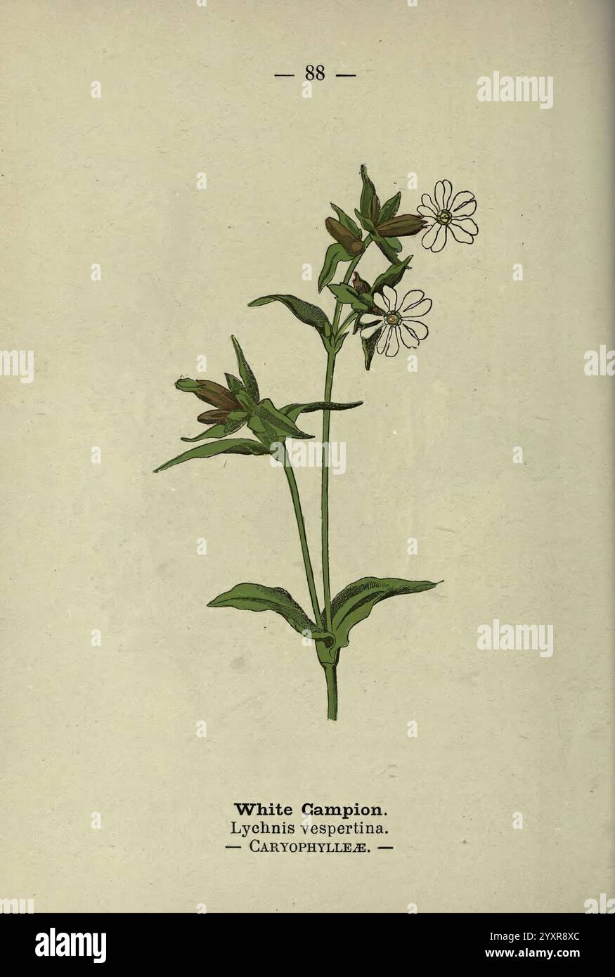 Petals subtly detailed hi-res stock photography and images - Alamy