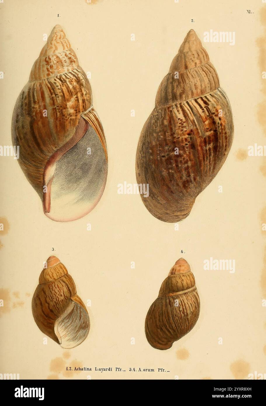 Top section features two distinct shells hi-res stock photography and ...