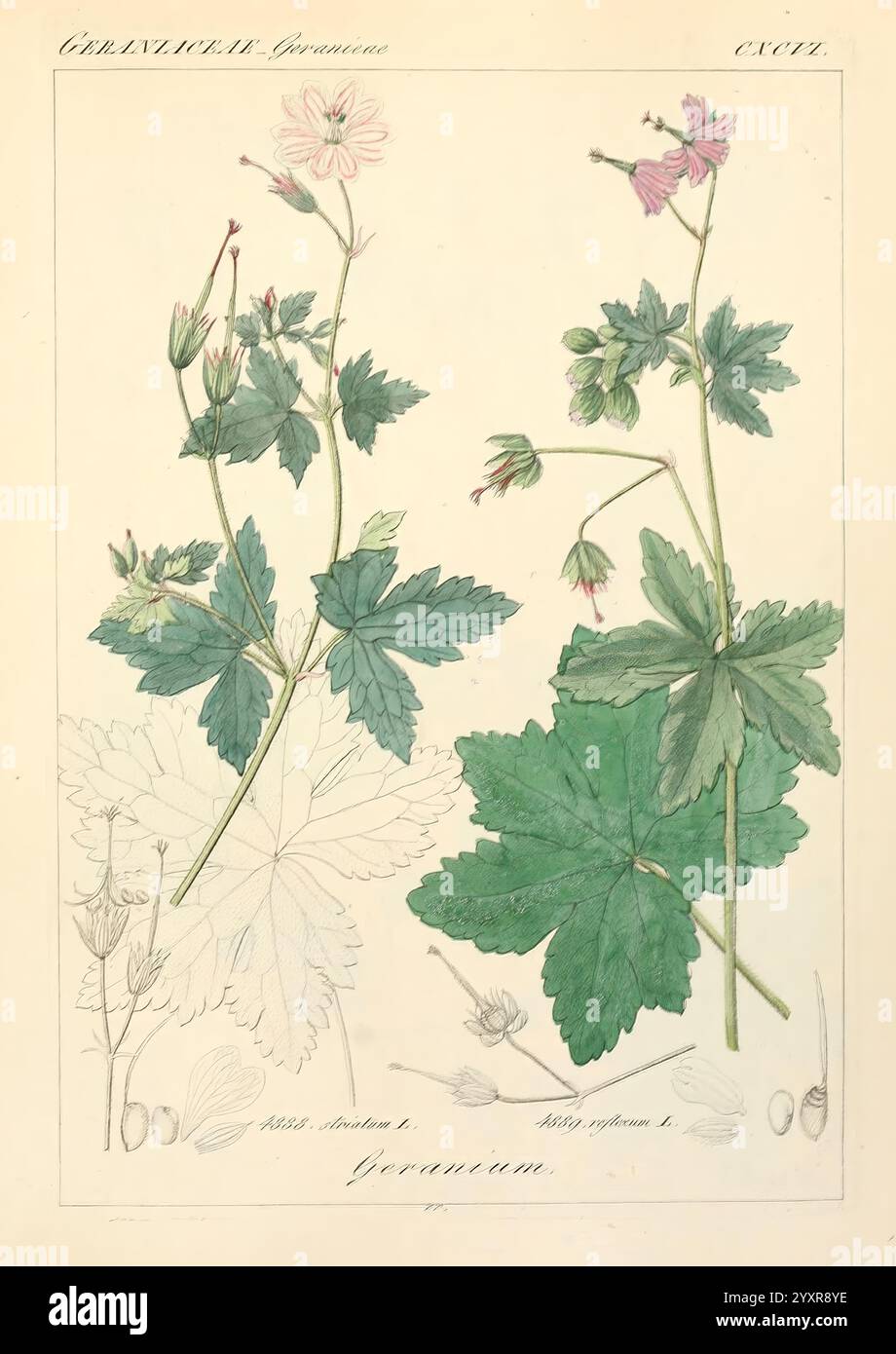 Annotated labels identify hi-res stock photography and images - Alamy