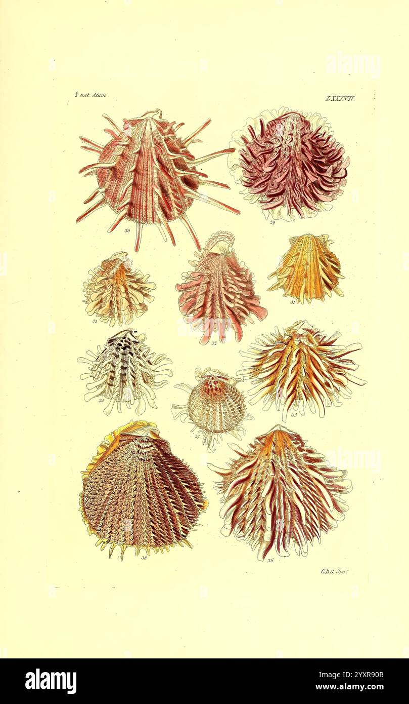 Thesaurus conchyliorum, or Monographs of genera of shells, London ...