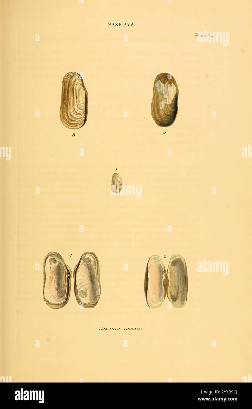 Conchologia systematica, Complete system of conchology, London, Longman ...