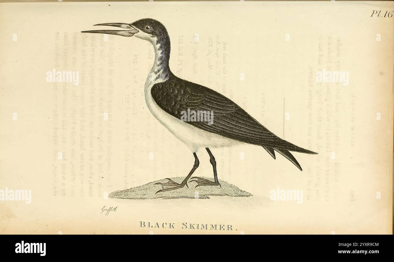 Bird displays distinctive features hi-res stock photography and images ...