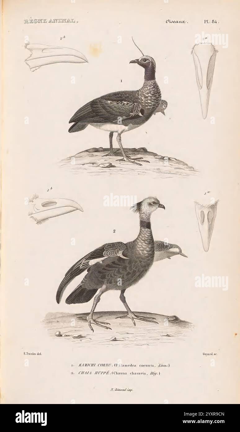 Various beak shapes hi-res stock photography and images - Alamy