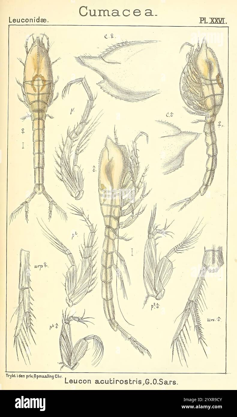 Labeled parts showcase hi-res stock photography and images - Alamy