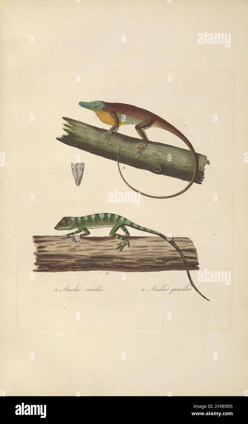 Smaller lizard displays hi-res stock photography and images - Alamy