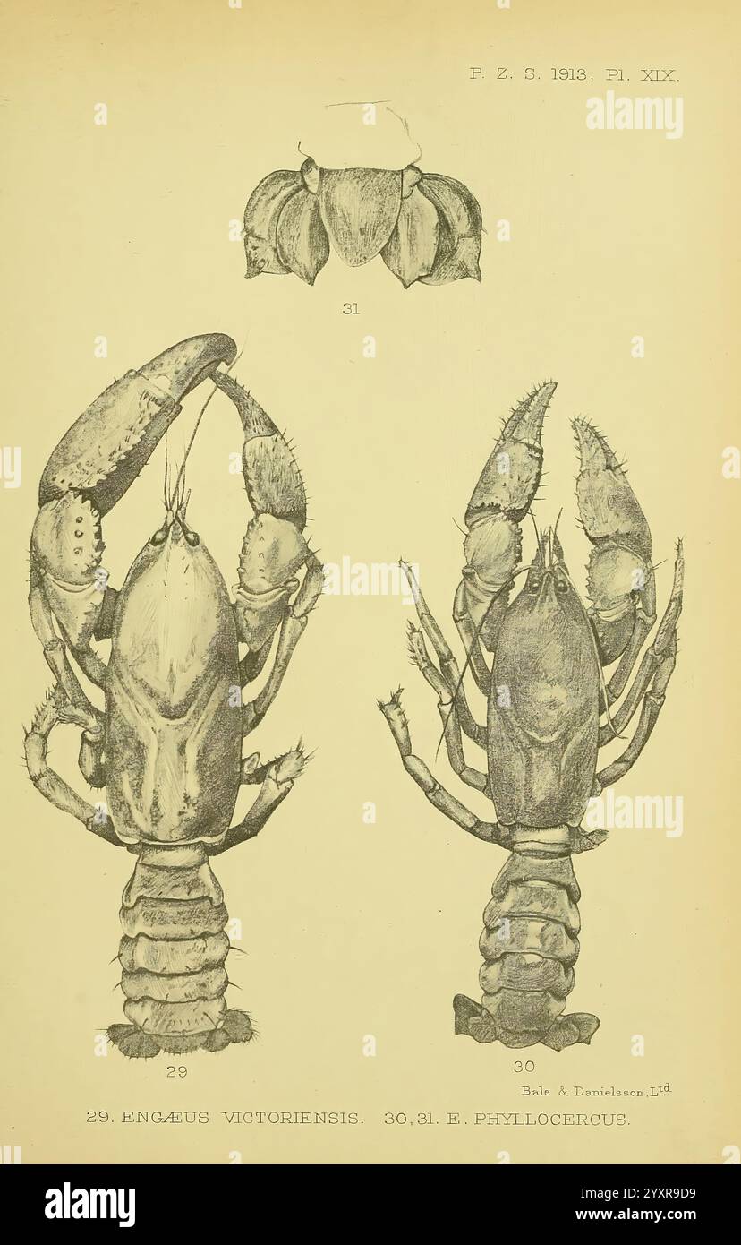 Proceedings of the Zoological Society of London London, Academic Press ...