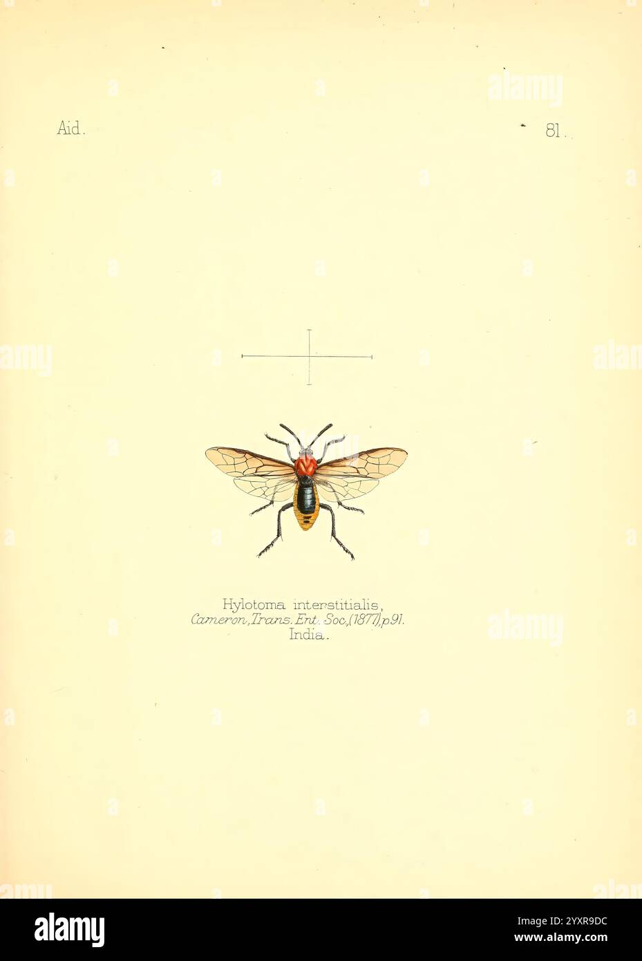 Aid to the identification of insects London, E.W. Janson, 1880-90 ...