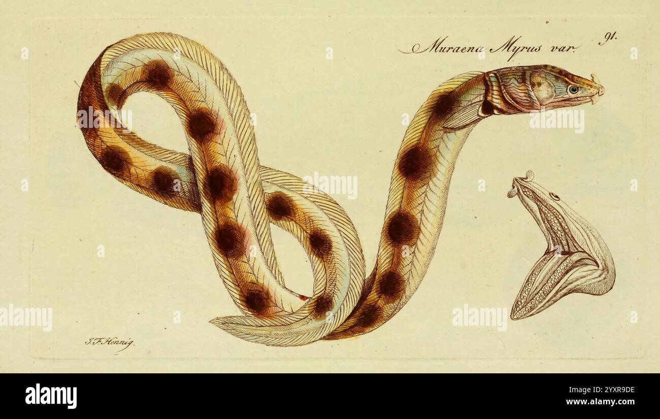 Muraena myrus hi-res stock photography and images - Alamy