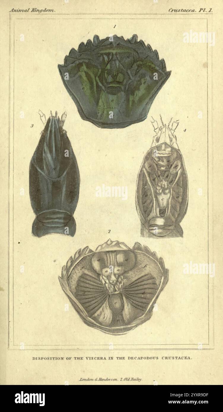 Different decapod species hi-res stock photography and images - Alamy