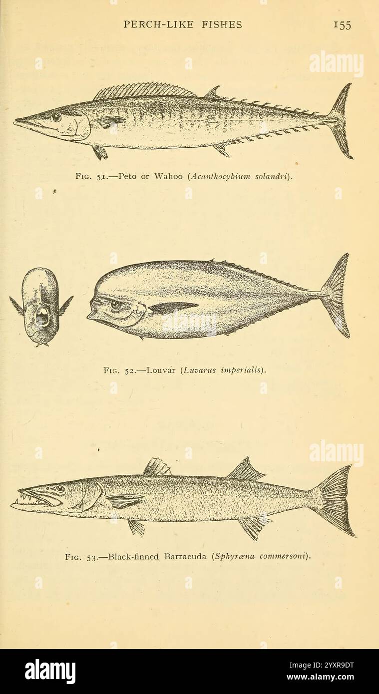 Black finned barracuda hi-res stock photography and images - Alamy