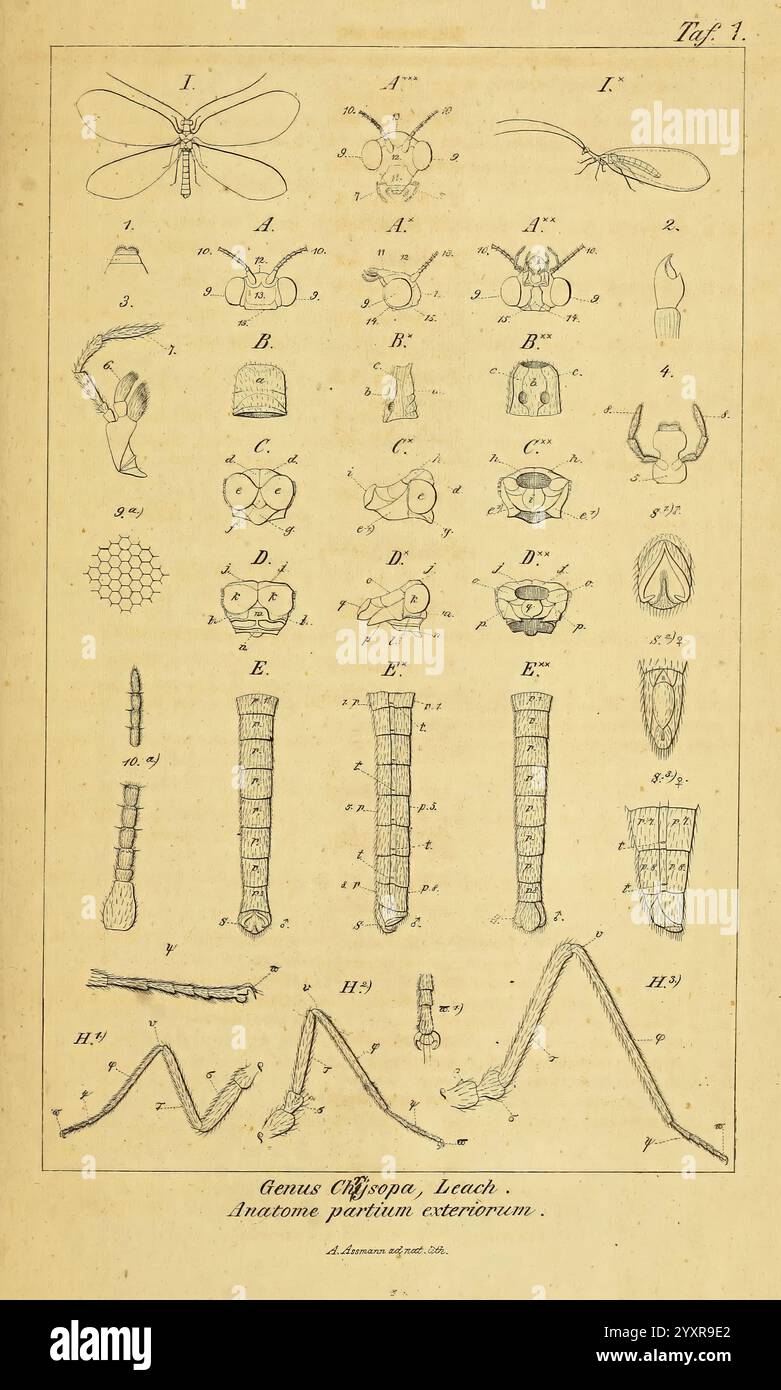 Symbolae ad monographiam generis Chrysopae, Leach. Vratislaviae, apud ...