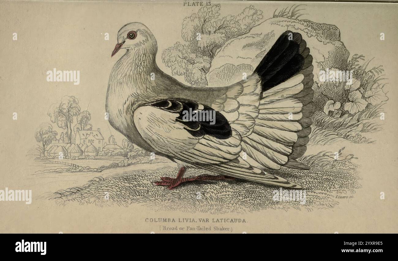 Pigeons, Edinburgh, W. H. Lizars, [etc, 1845?], pigeons, the younger ...