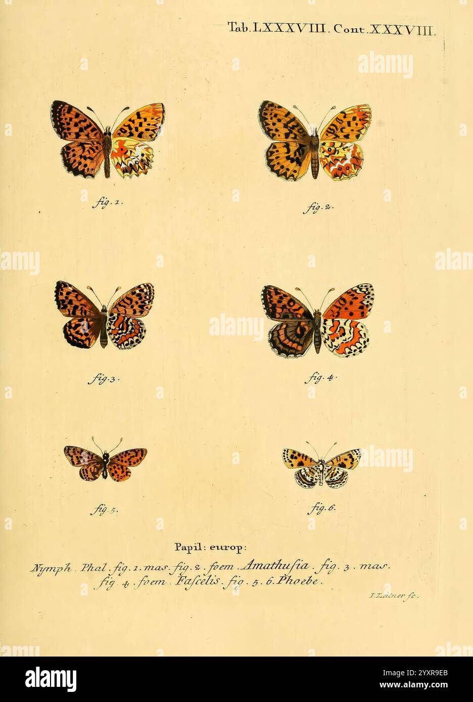 Includes two smaller butterflies hi-res stock photography and images - Alamy