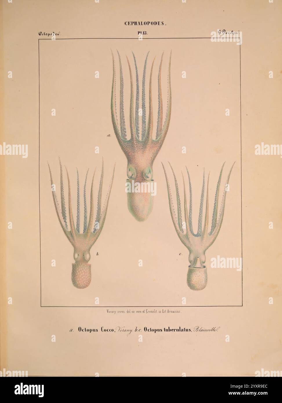 Mollusks biological structure hi-res stock photography and images - Alamy