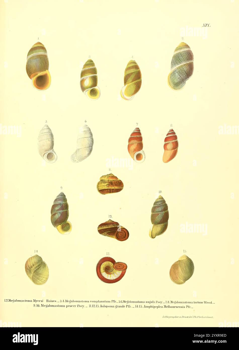 Top rows present elongated spirals hi-res stock photography and images ...