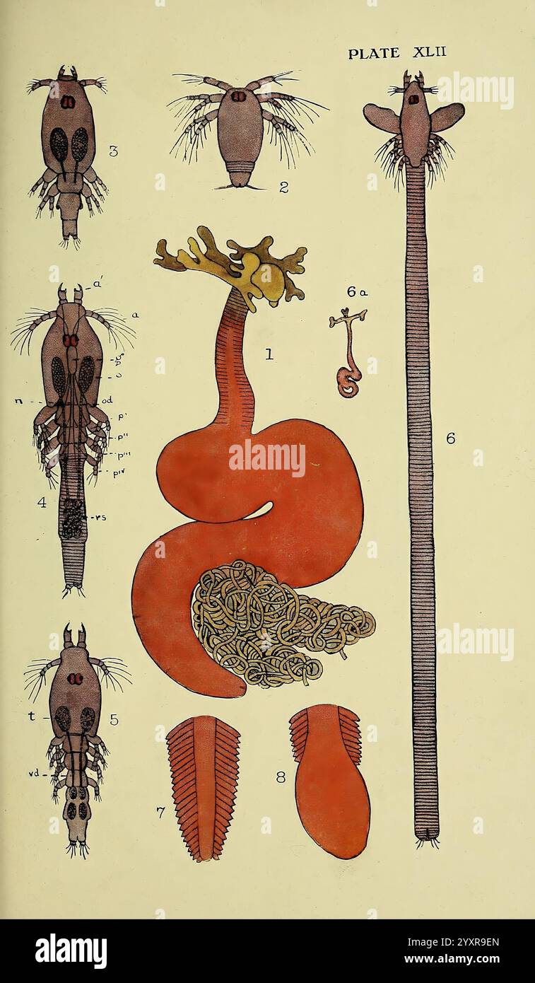 The, British, parasitic, Copepoda, London, 1913, Great, Britain ...
